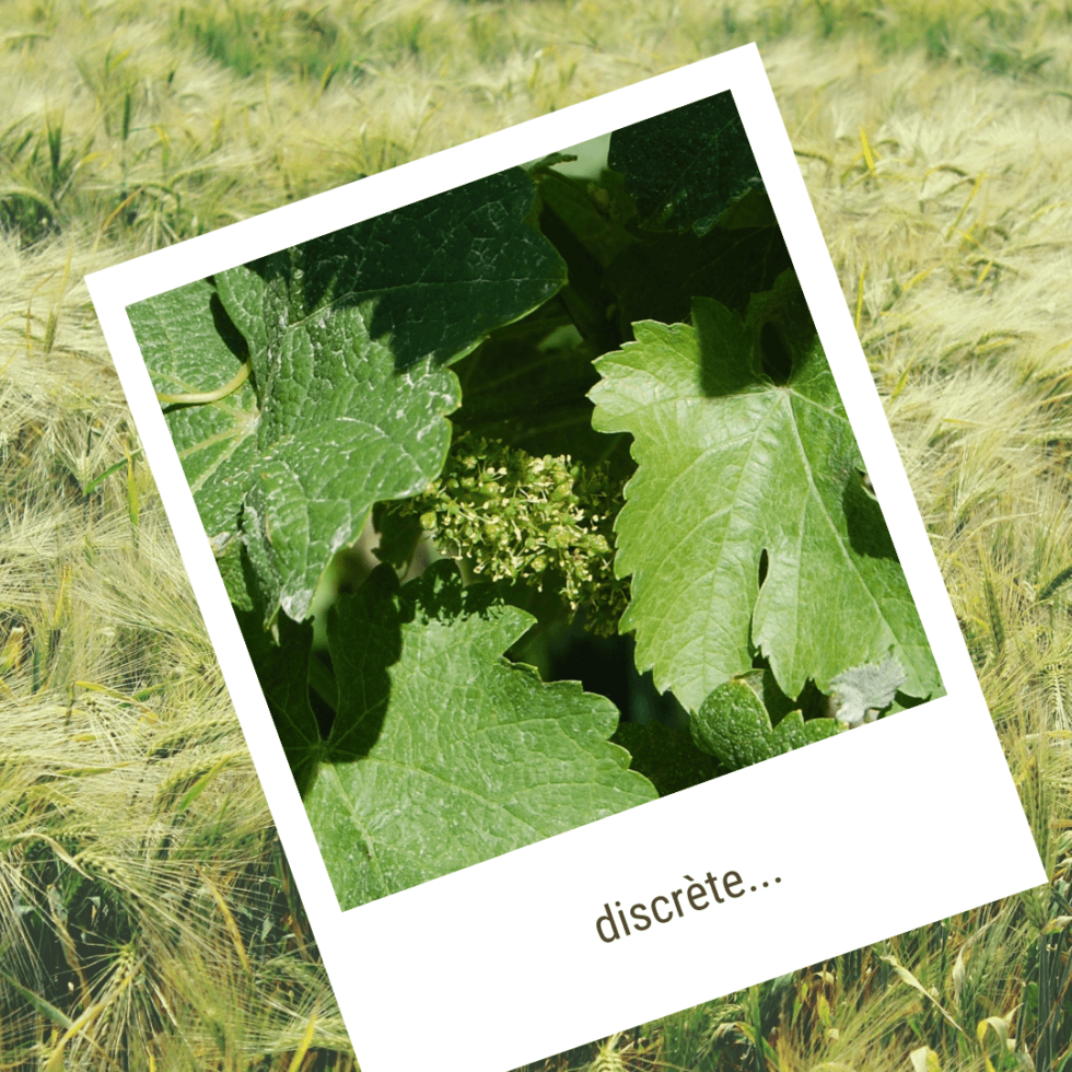 Fleur de vigne - La vie des vignes #1 - Vignobles Jourdain