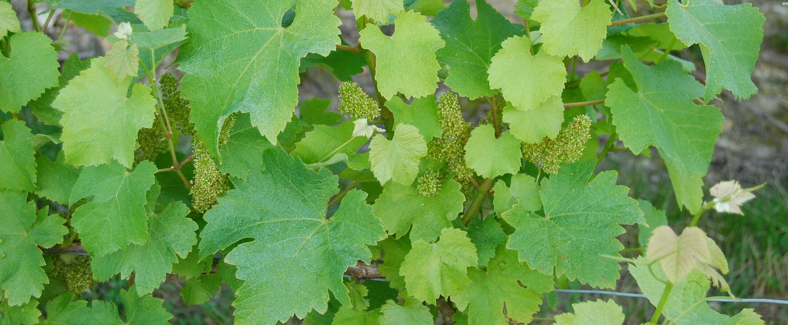 Fleur de vigne - La vie des vignes #1 - Vignobles Jourdain