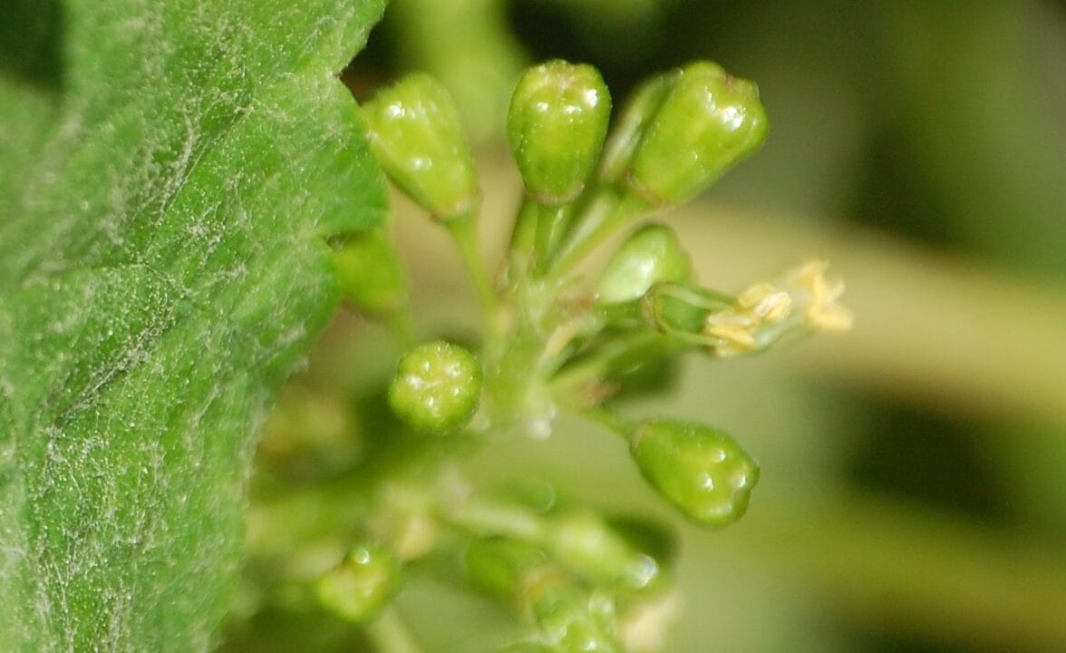 Fleur de vigne - La vie des vignes #1 - Vignobles Jourdain