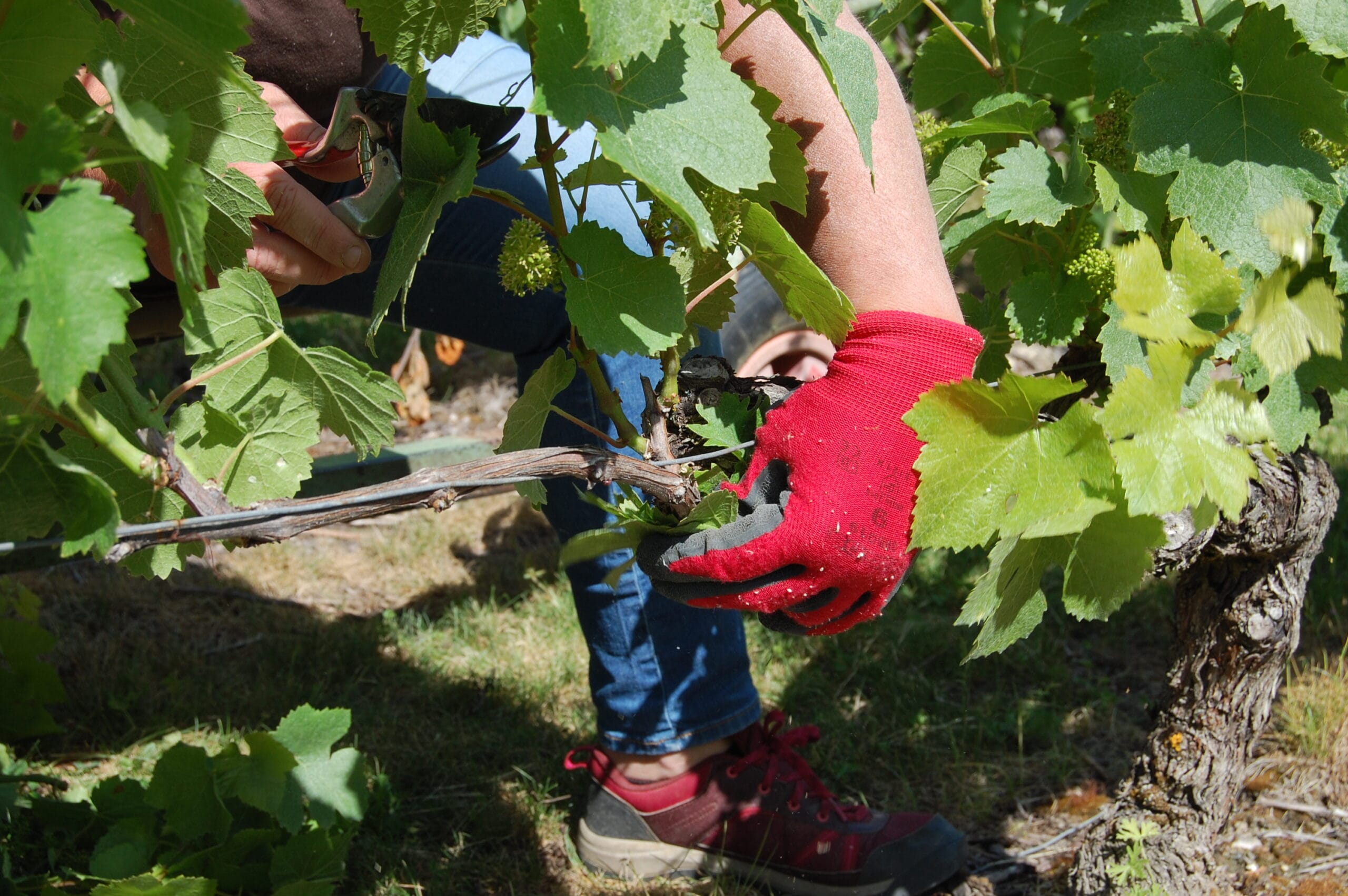 L'ébourgeonnage : La vie des vignes #6 - Vignobles Jourdain
